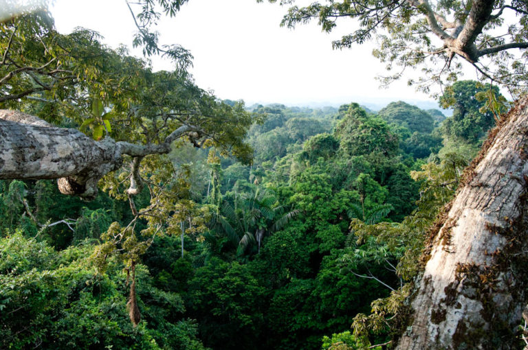Three Critical Consequences Of The Amazon Fires: Biodiversity Loss ...