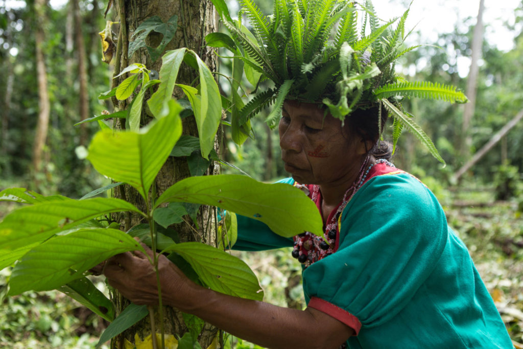 Indigenous-led Conservation in the Amazon: A win-win-win solution ...
